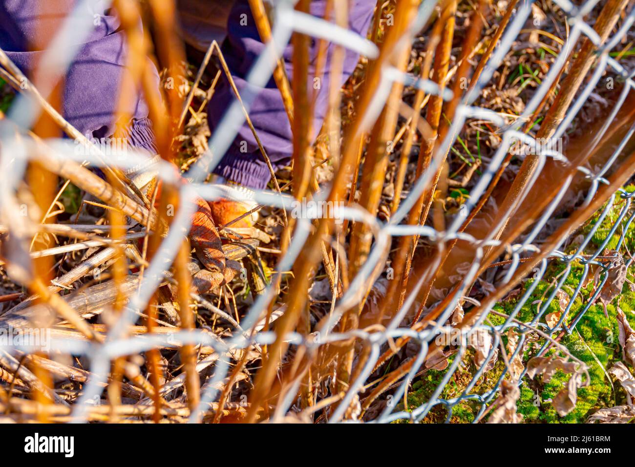 Garden wire cutter hi-res stock photography and images - Alamy