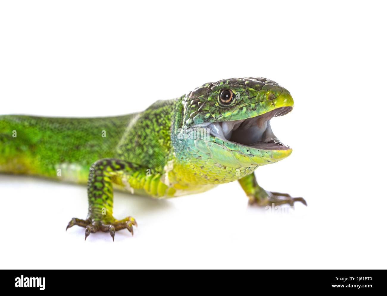 Western green lizard in front of white background Stock Photo - Alamy
