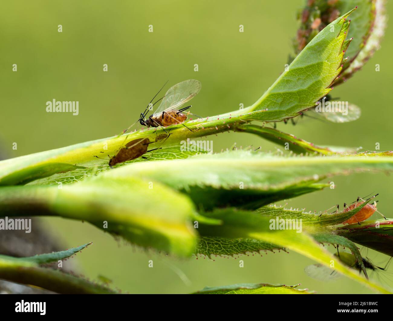 closeup of winged adult aphid sucking on rose branch Stock Photo - Alamy