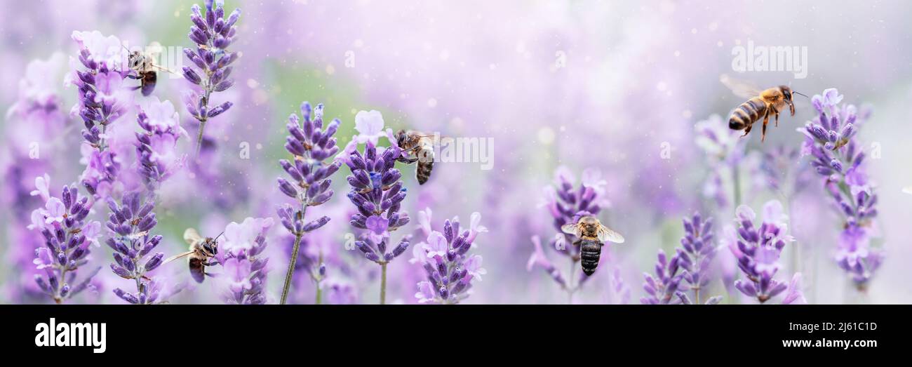 Honey bee pollinating lavender flowers. Plant decay with insects ...