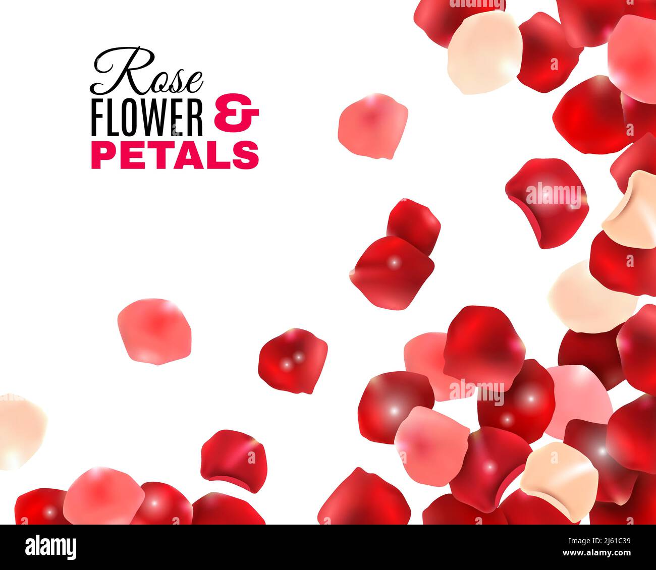 Flat red and pink rose flower petals with light effects on white ...