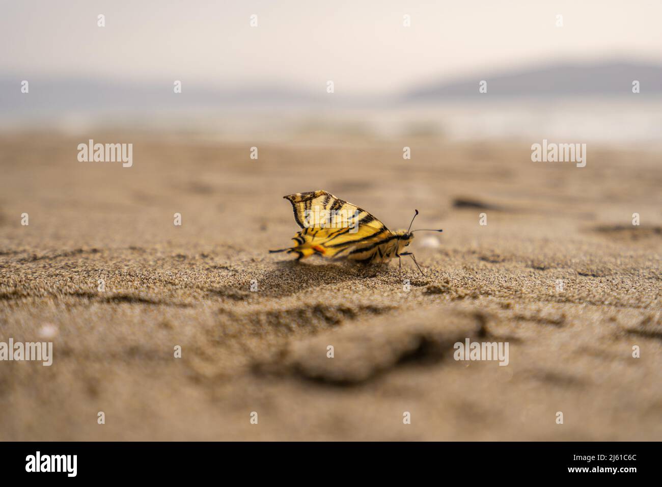 Closeup of a butterfly in the sand at the beach Stock Photo - Alamy
