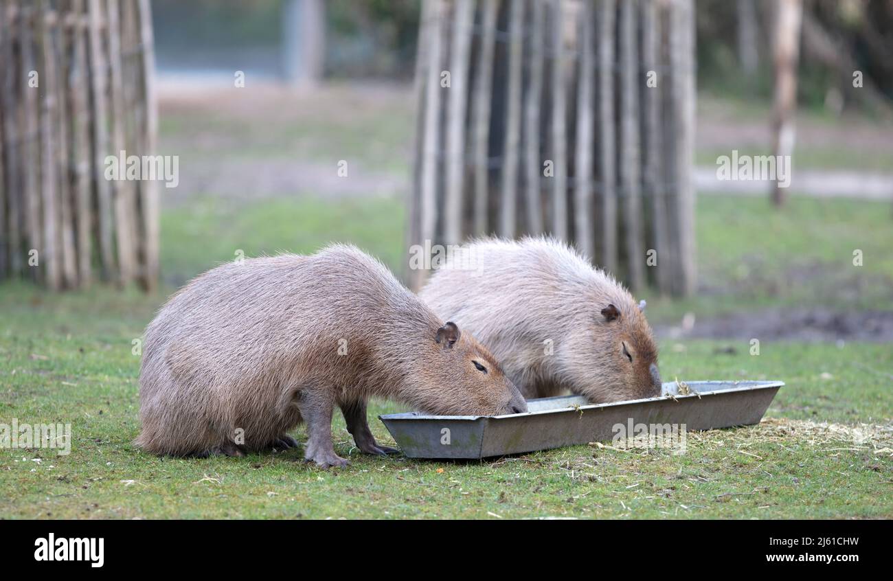 Hungry capibara hi-res stock photography and images - Alamy