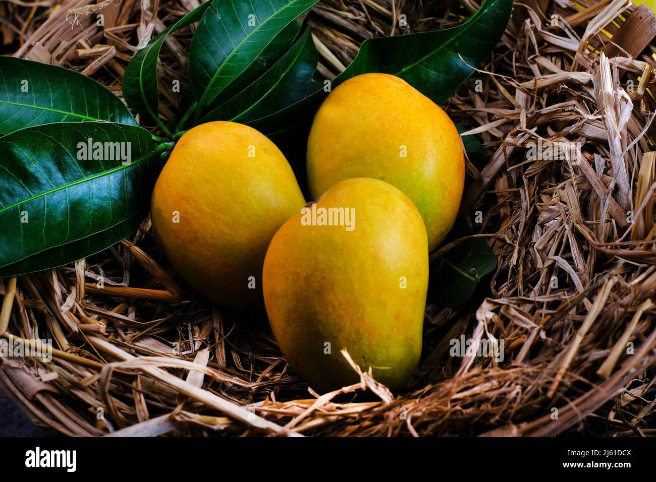 Mango tropical fruit with green leaf, Ripe mango in grass closeup Stock ...