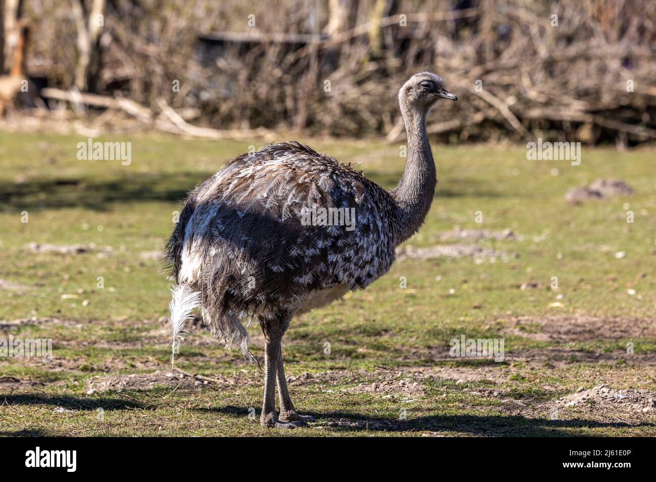 Lesser Rhea