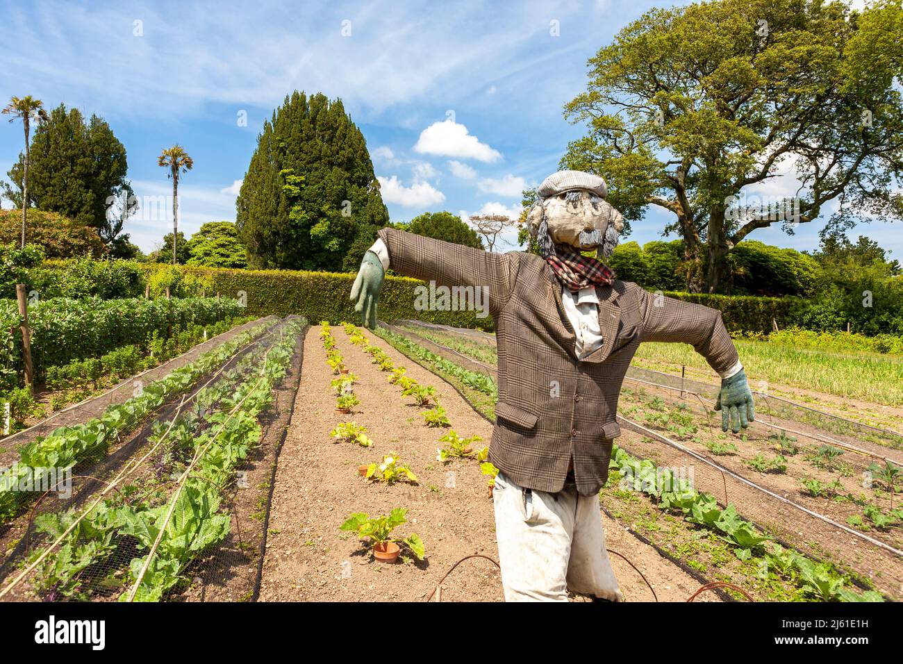 Quirky traditional scarecrow in the extensive, restored Victorian ...