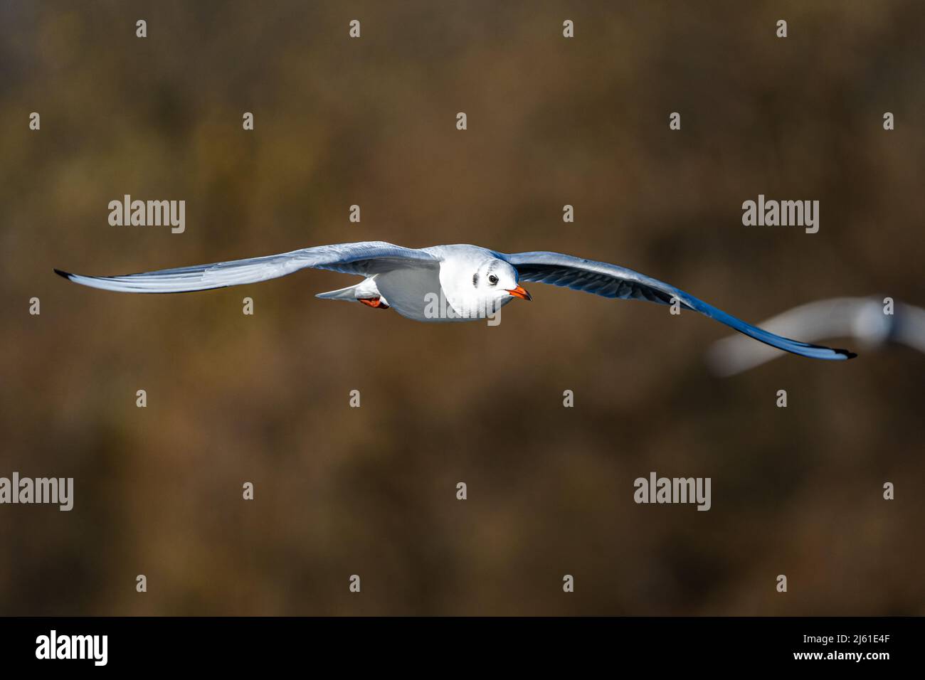 The European Herring Gull, Larus argentatus is a large gull, One of the ...