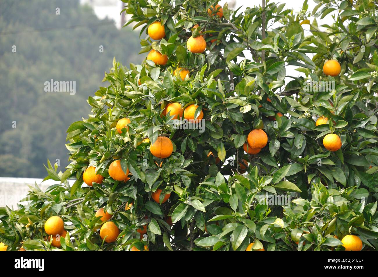 Orange tree near the Douro in Portugal Stock Photo - Alamy
