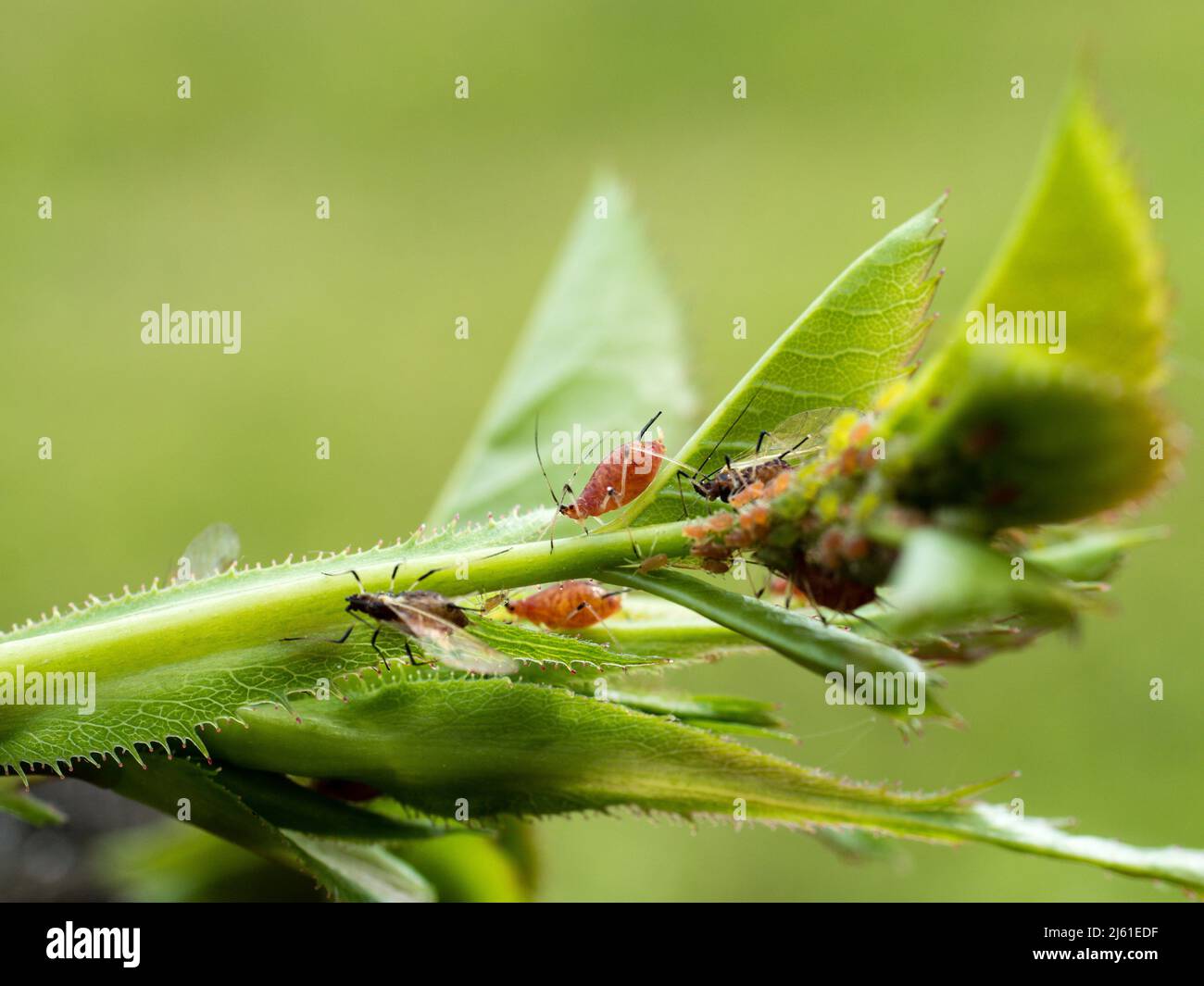 image shows a closeup of red aphid sucking on plant Stock Photo - Alamy