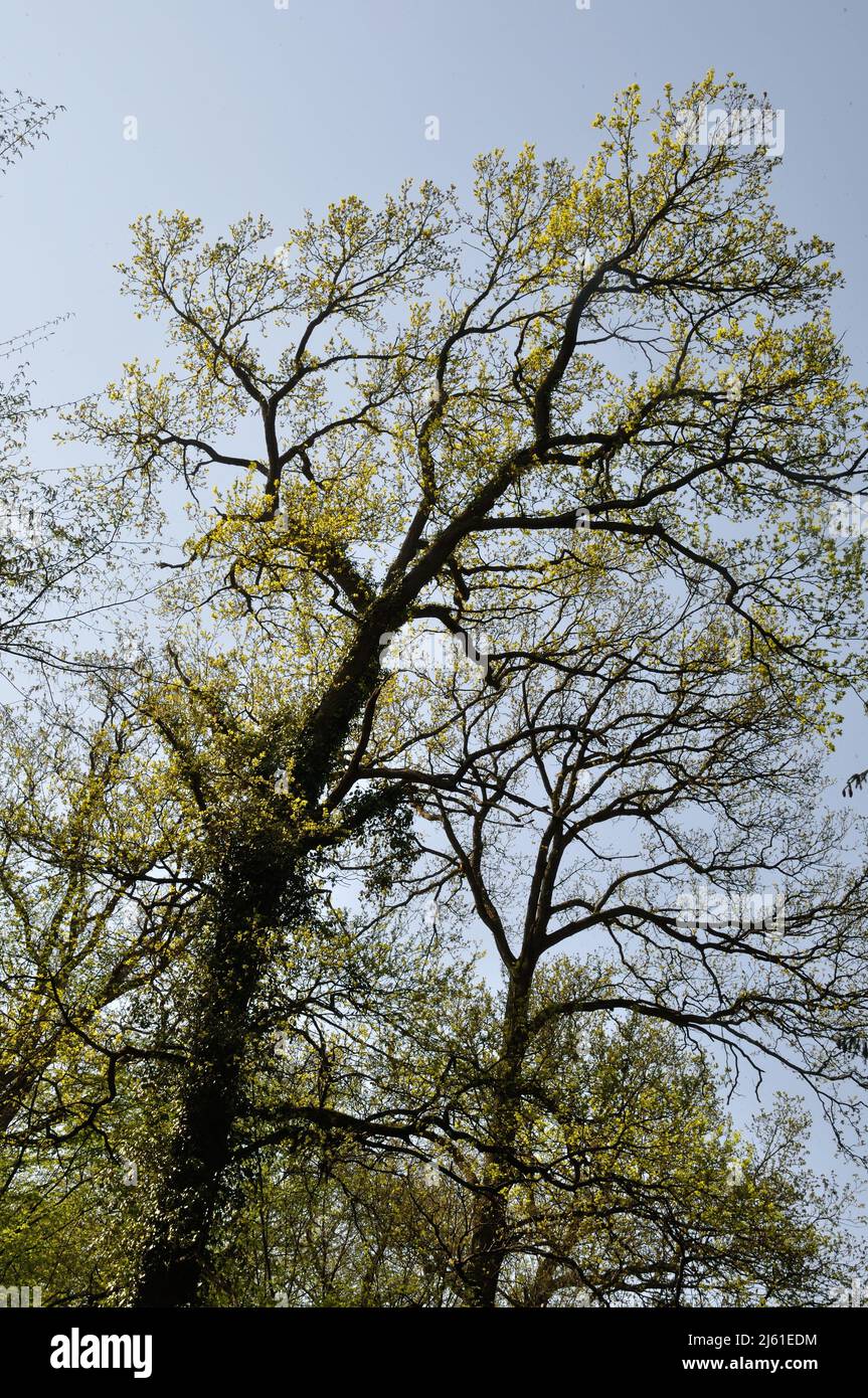 The Communal forest of Saint-Pierre-Les-Elbeuf Stock Photo - Alamy
