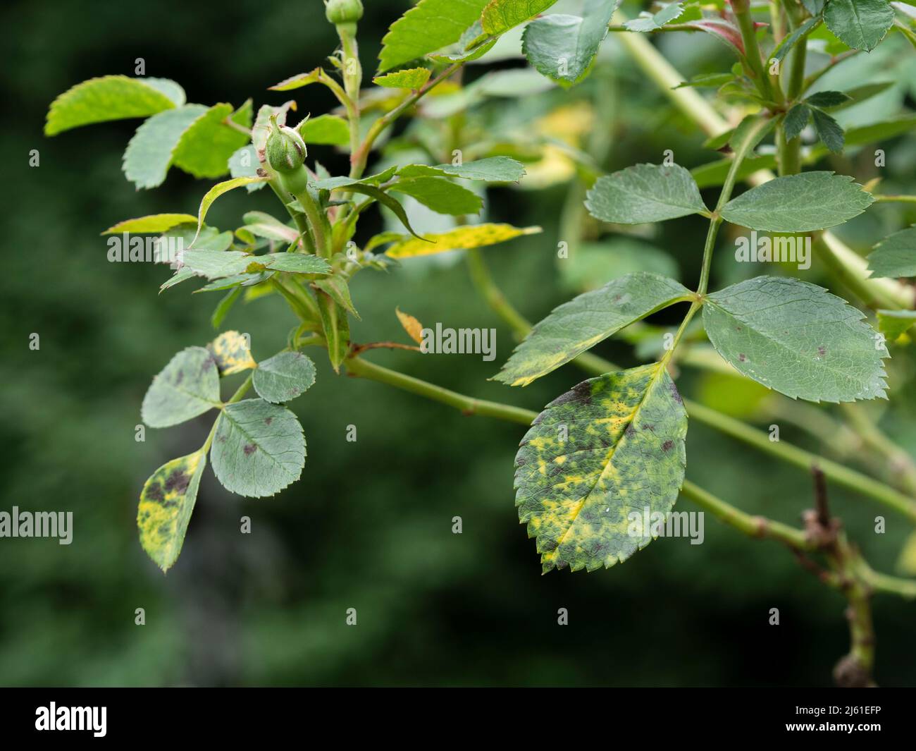 photo shows some leaves of roses infected by blackspot fungus ...