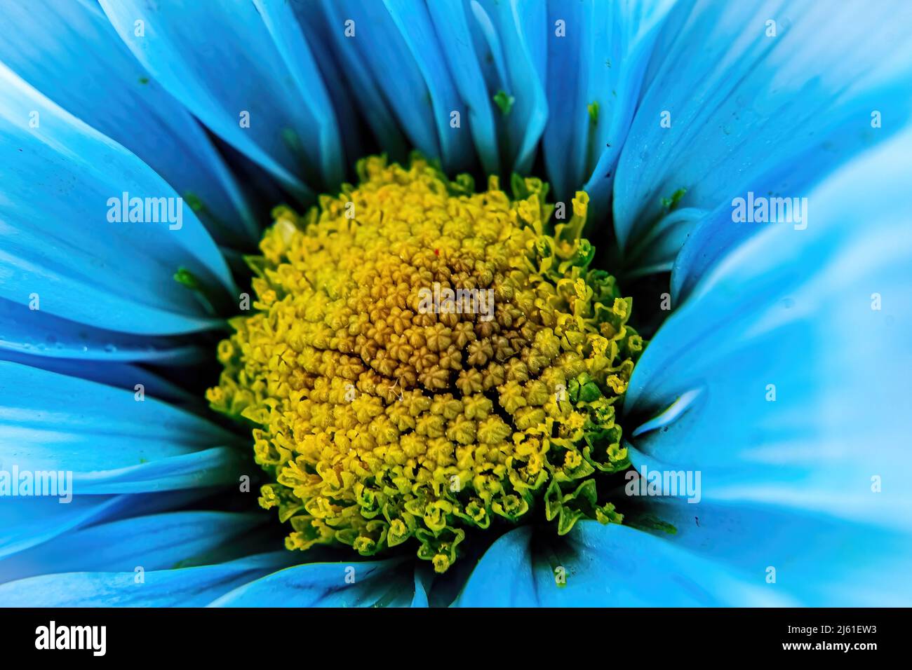 A bright blue daisy lights up the photo Stock Photo - Alamy