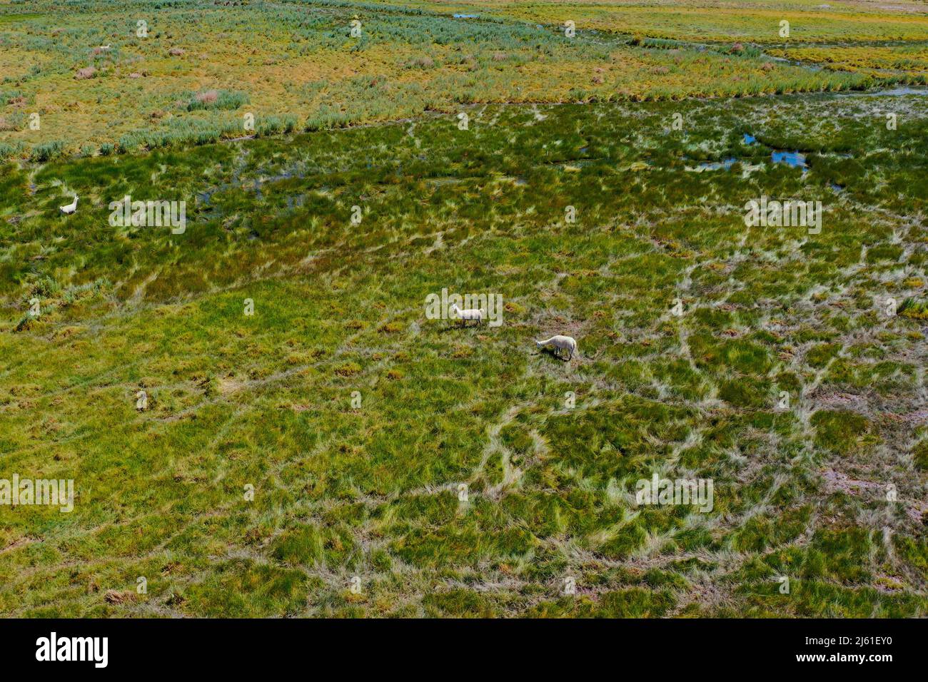 Laguna Inka Coya - Chile Stock Photo - Alamy