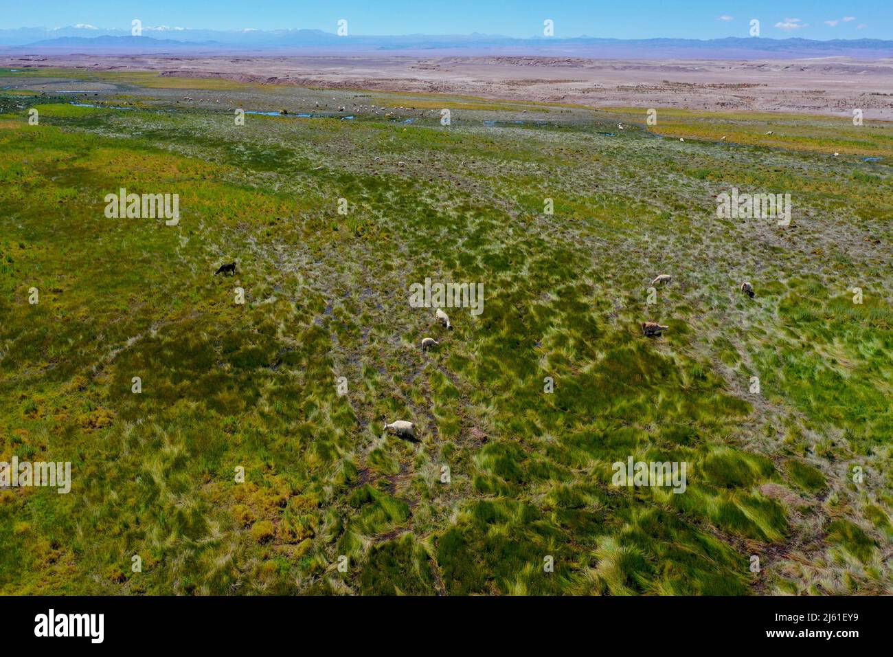 Laguna Inka Coya - Chile Stock Photo - Alamy