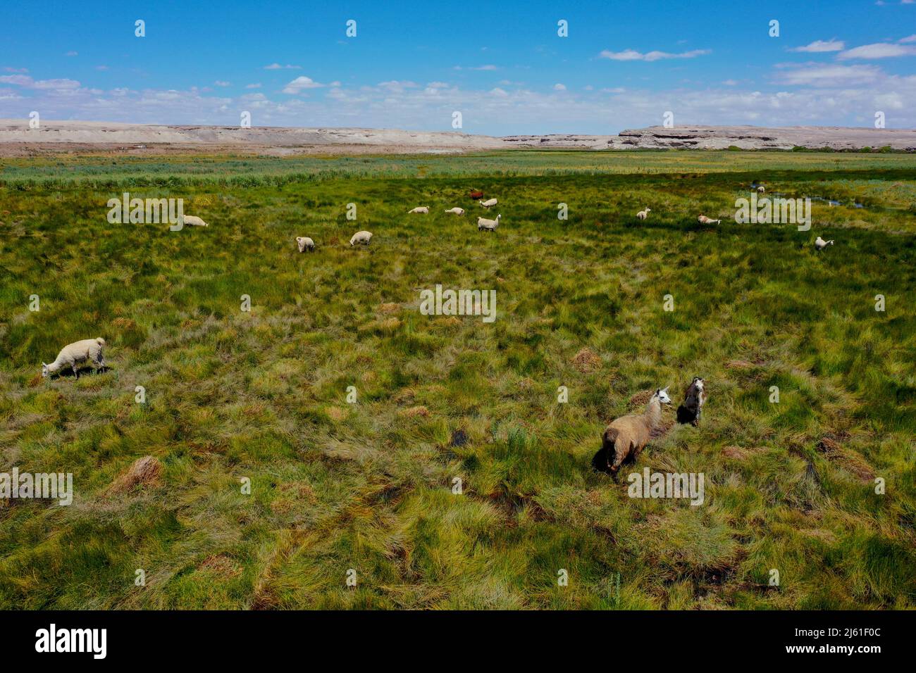 Laguna Inka Coya - Chile Stock Photo - Alamy
