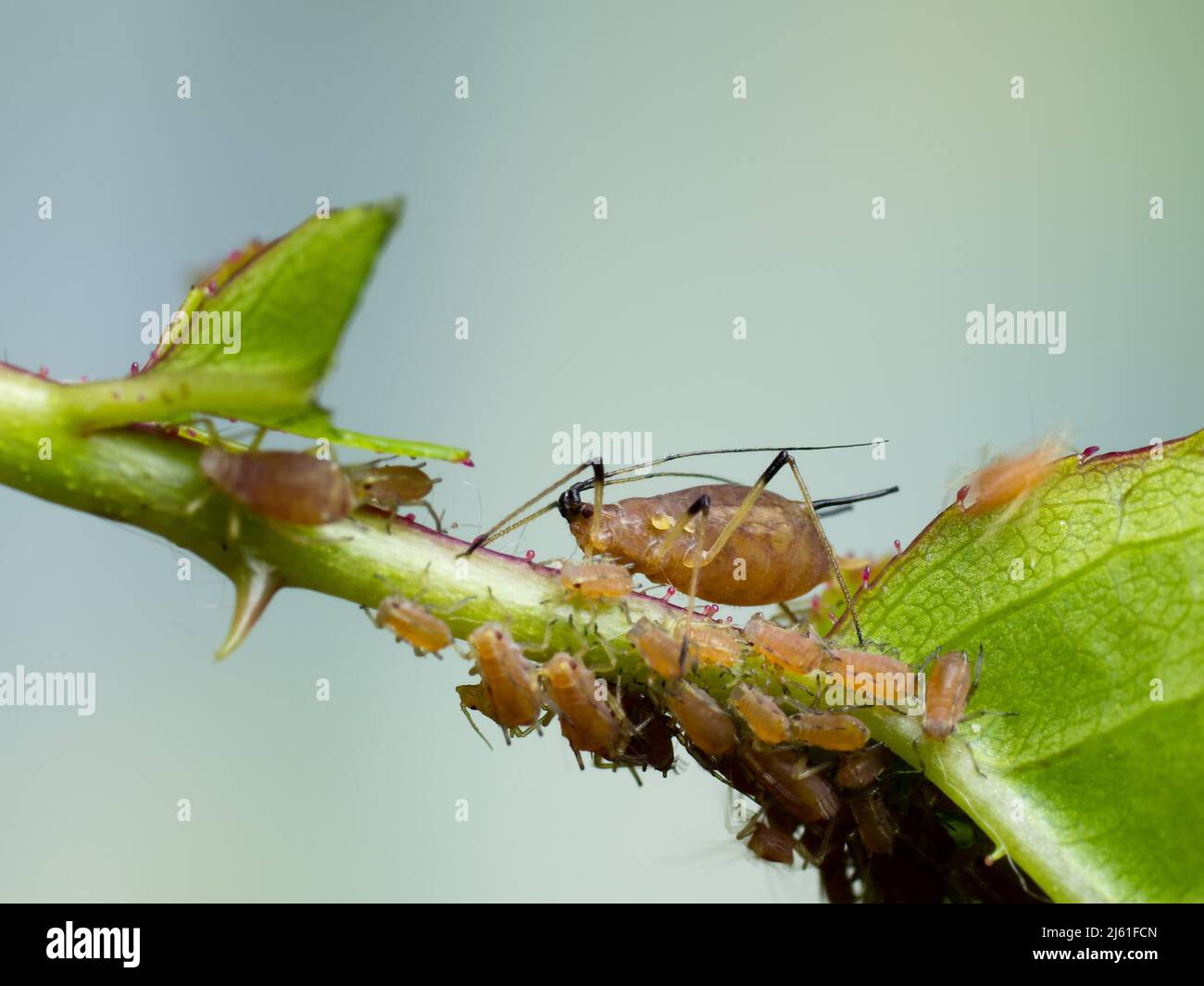 Adult parasitoid insect hi-res stock photography and images - Alamy