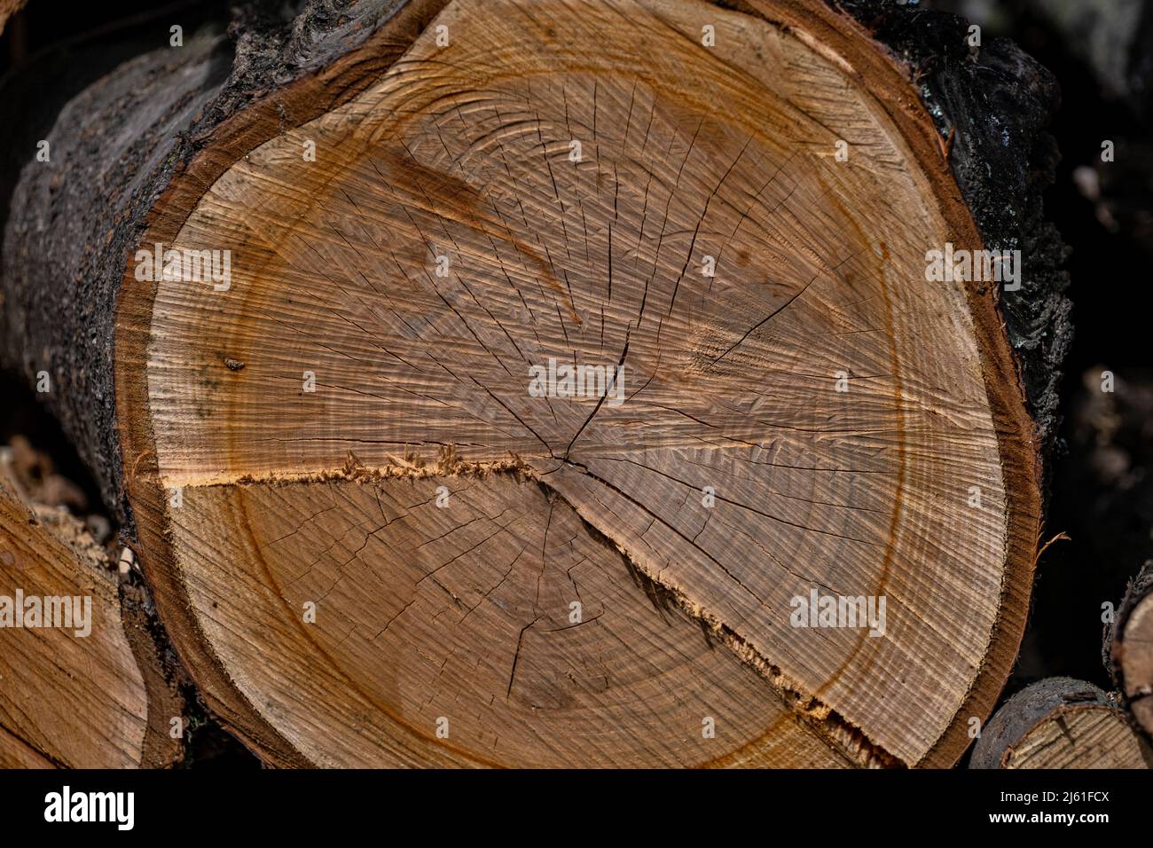 A close-up of a cherry wood cross section Stock Photo - Alamy