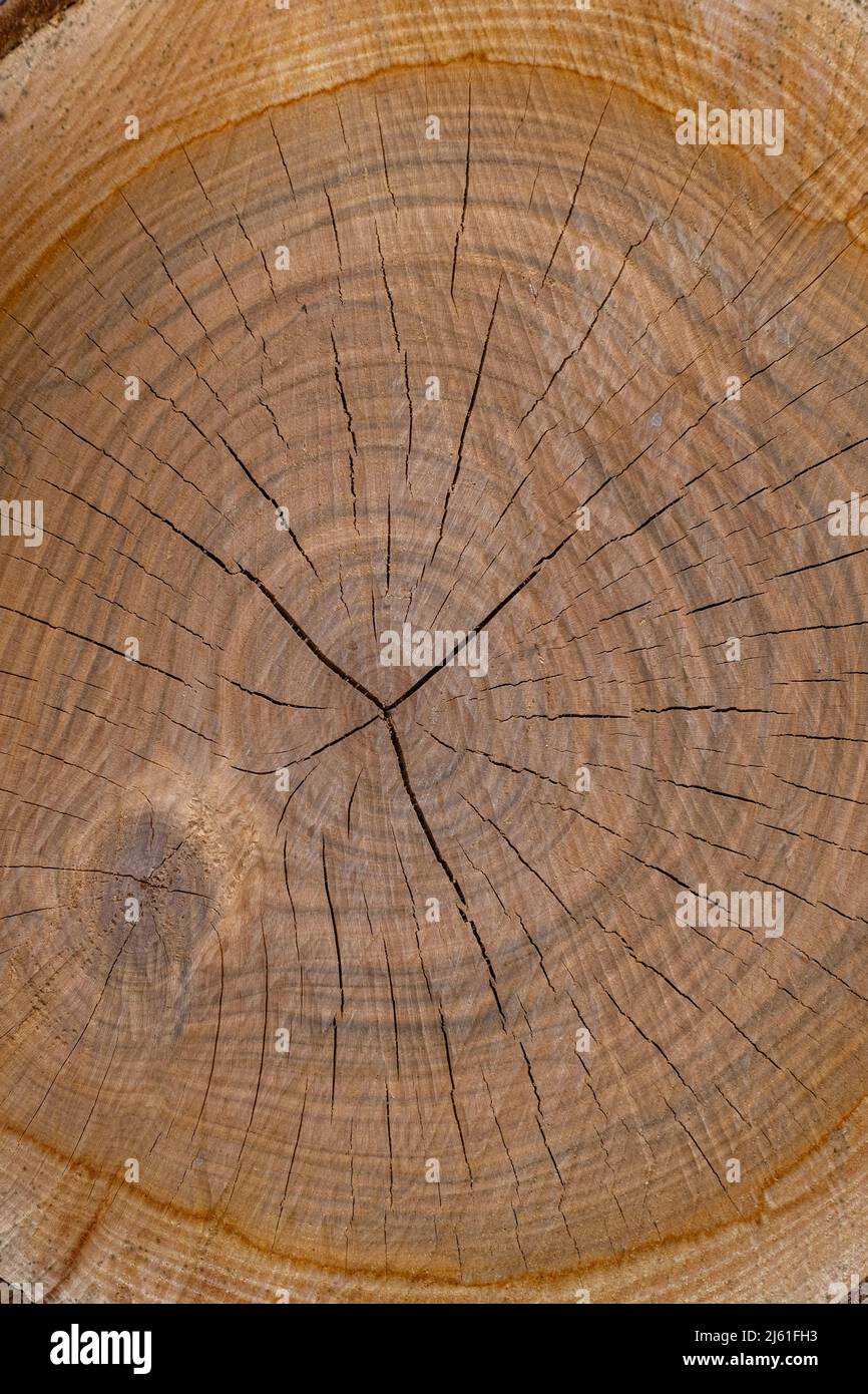 Cherry Wood Cross Section