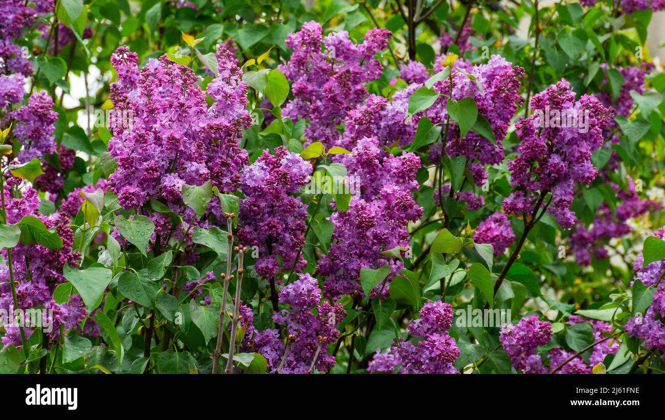 syringa bush in blossom. beautiful botanical green nature background in ...