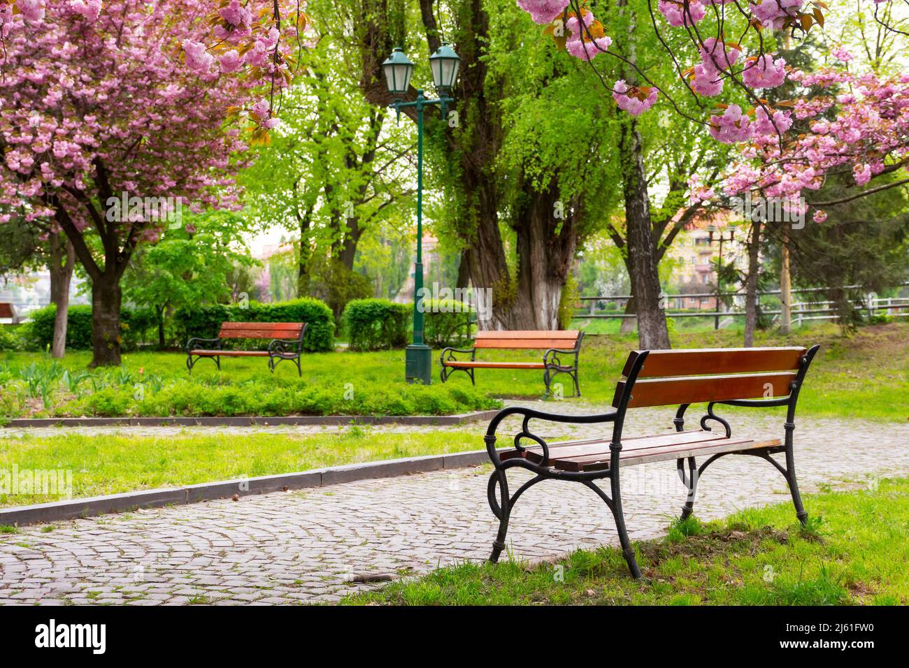 walking path under the beautiful sakura trees. cherry blossom in spring ...