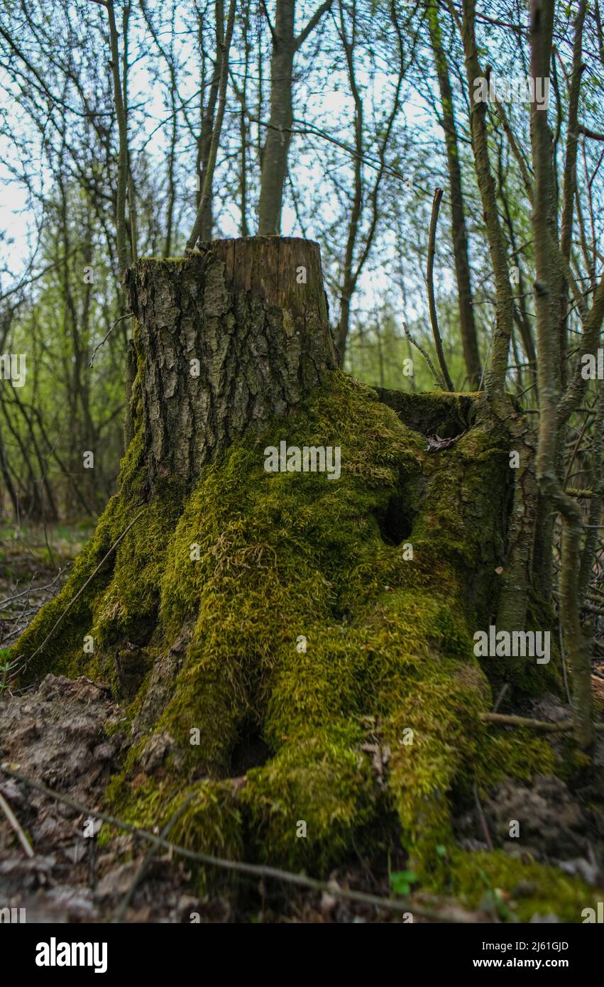 Stump with moss hi-res stock photography and images - Alamy