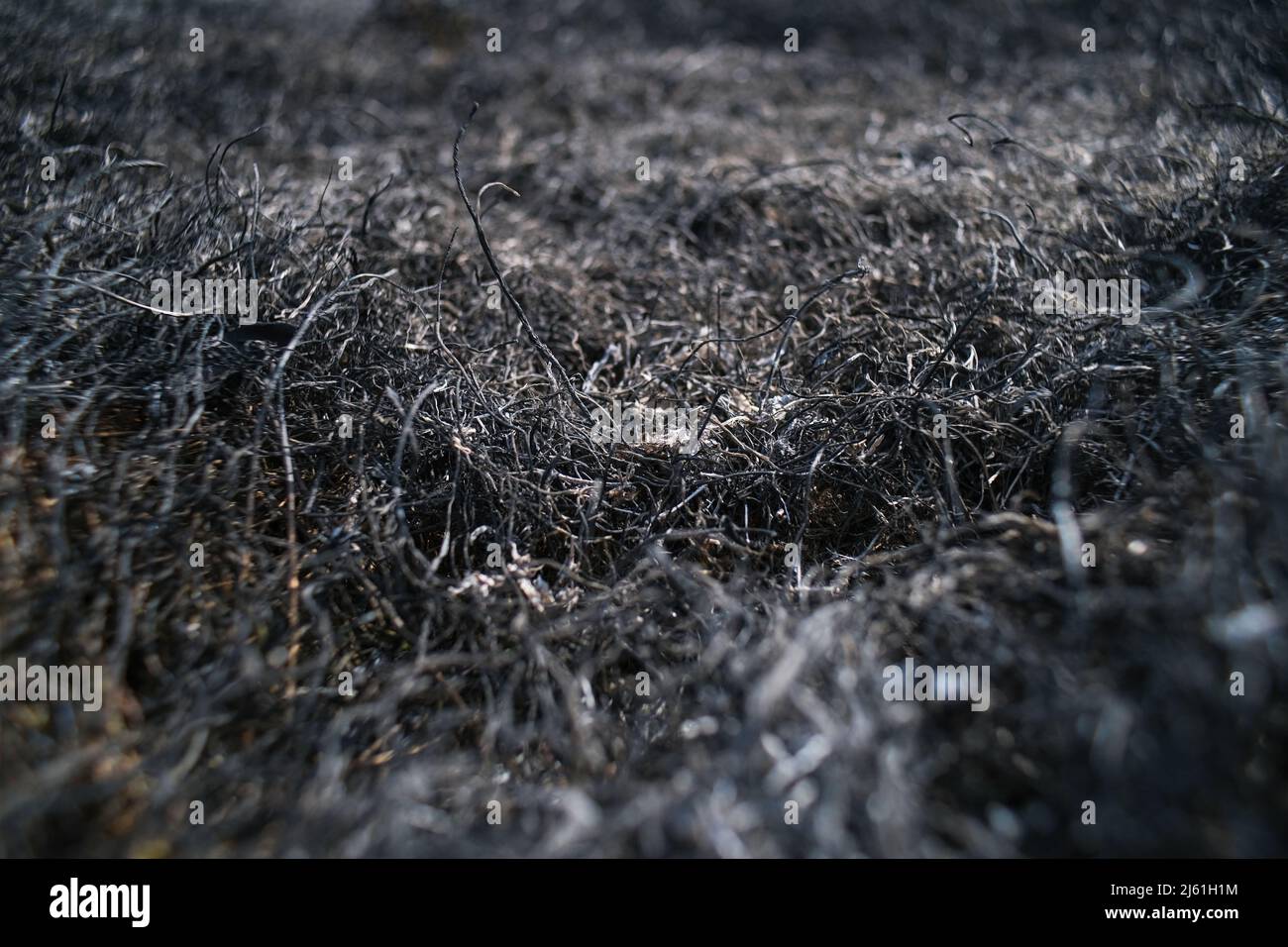 Macro of burnt grass. Burnt grass texture Stock Photo - Alamy