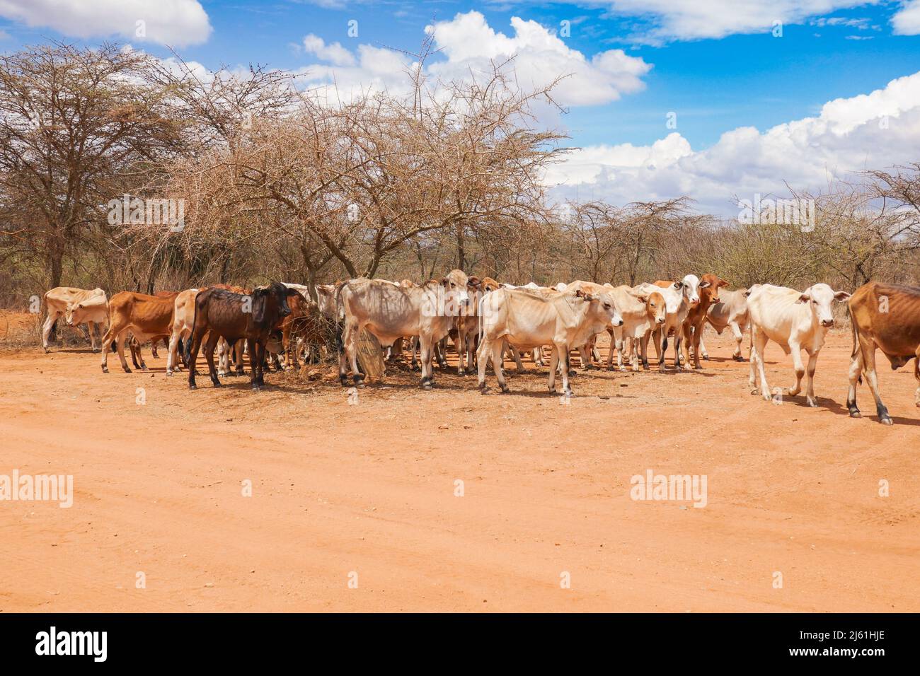 A herd of masai cows grazing in the wild in Nanyuki, Kenya Stock Photo ...