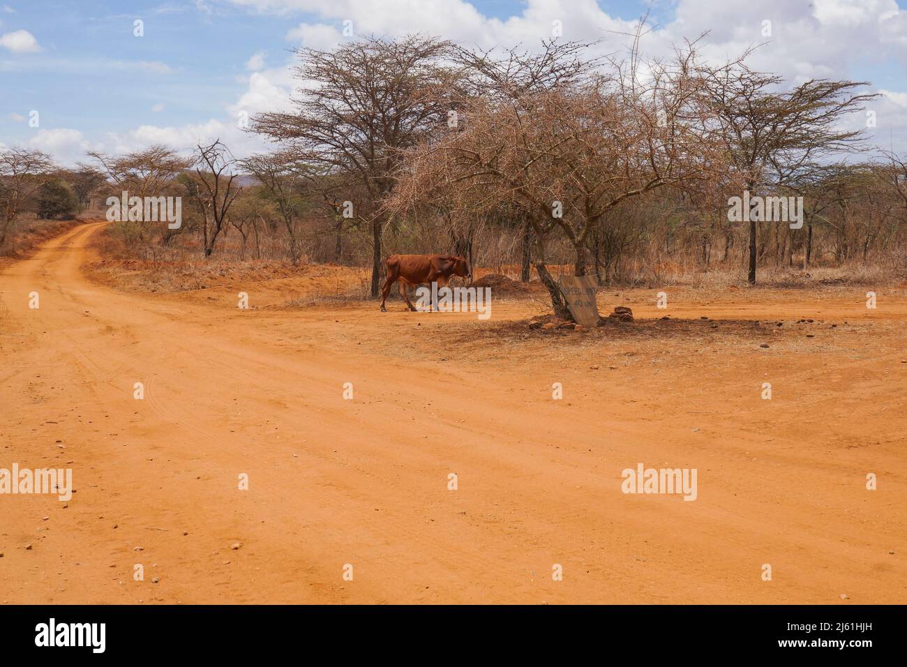 A herd of masai cows grazing in the wild in Nanyuki, Kenya Stock Photo ...