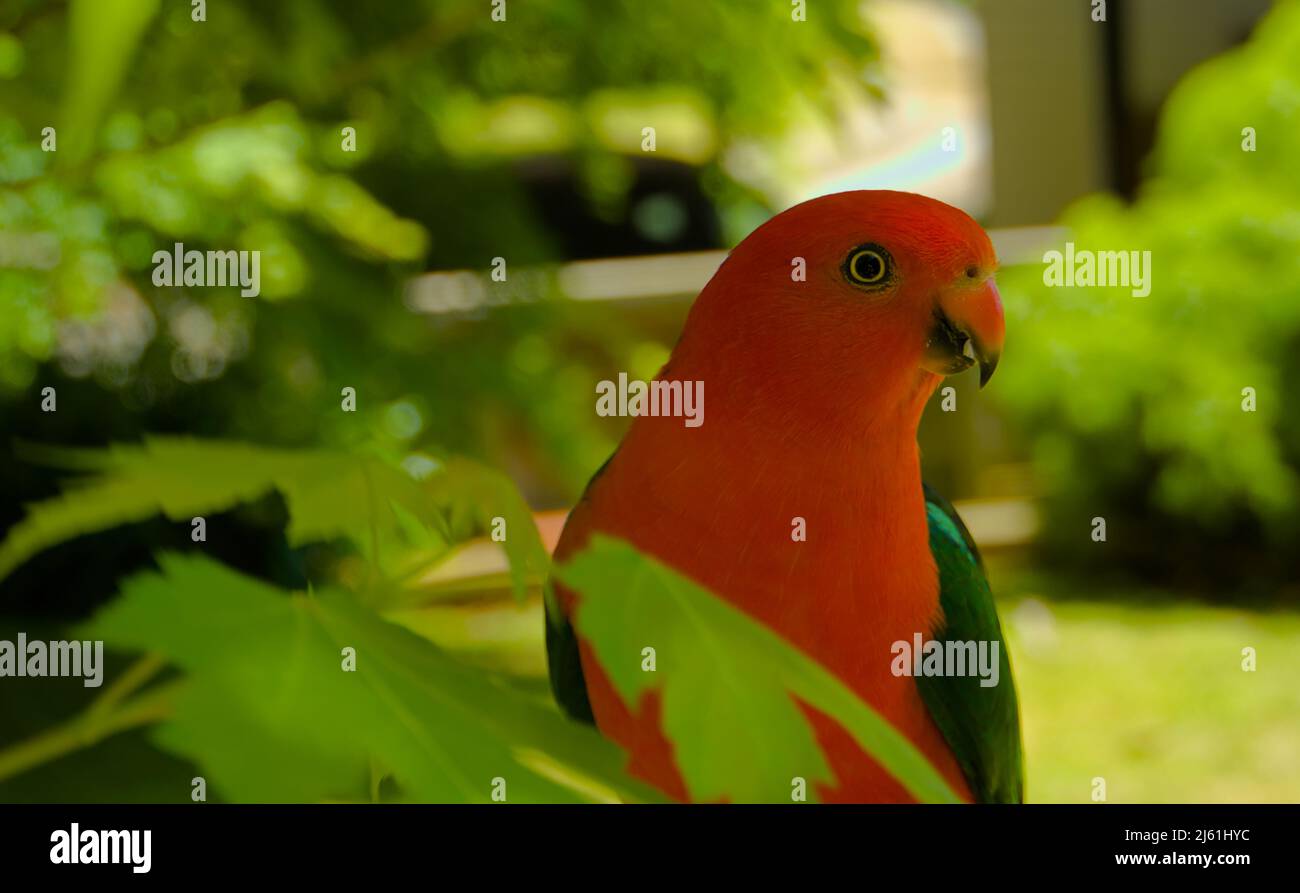Curious Male King Parrot in Japanese Maple Tree Stock Photo - Alamy
