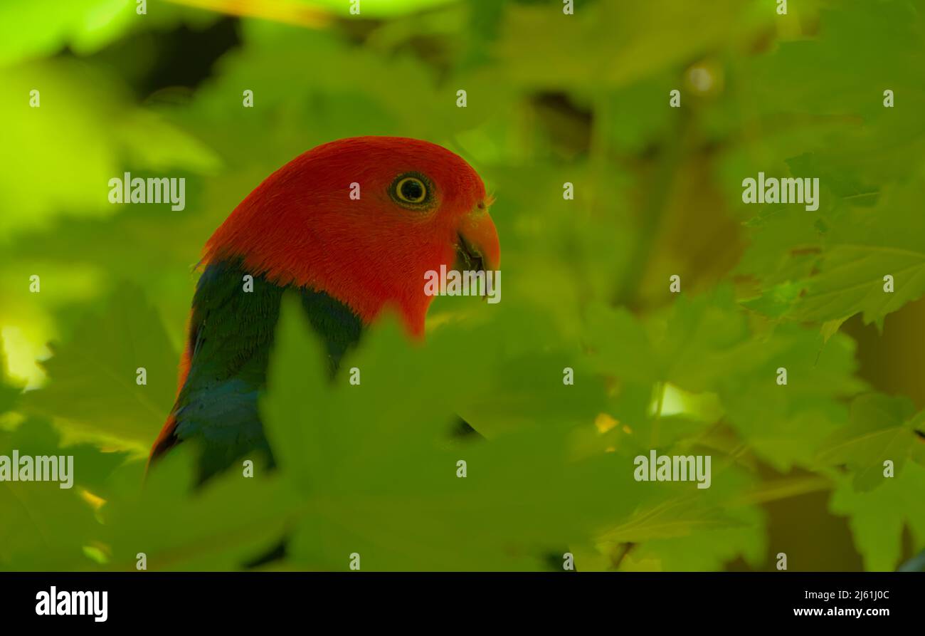 Japanese red parrot hi-res stock photography and images - Alamy