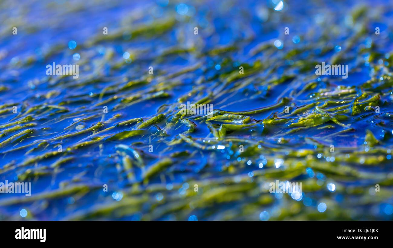 Abstract blue watercolor in water hi-res stock photography and images ...