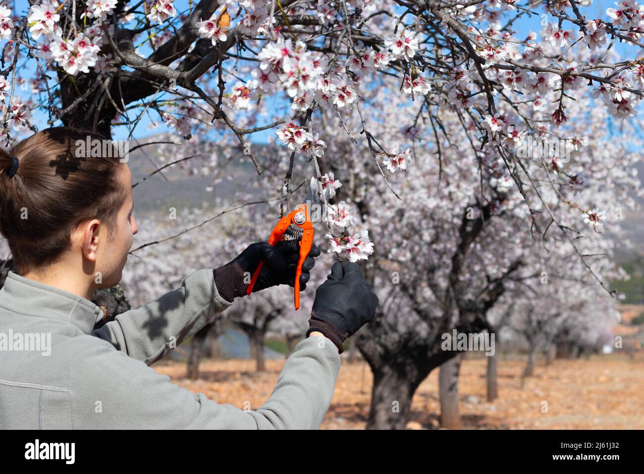 Young man gardener cutting tree branch in spring with pruning scissors ...