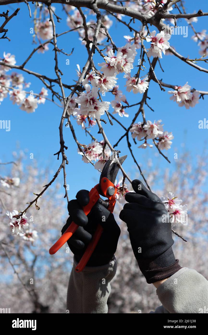 Pruning scissors up close, cutting tree branch in bloom season with ...