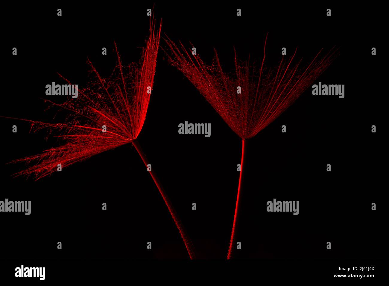 red giant dandelion or salsify seed head on black background spring ...
