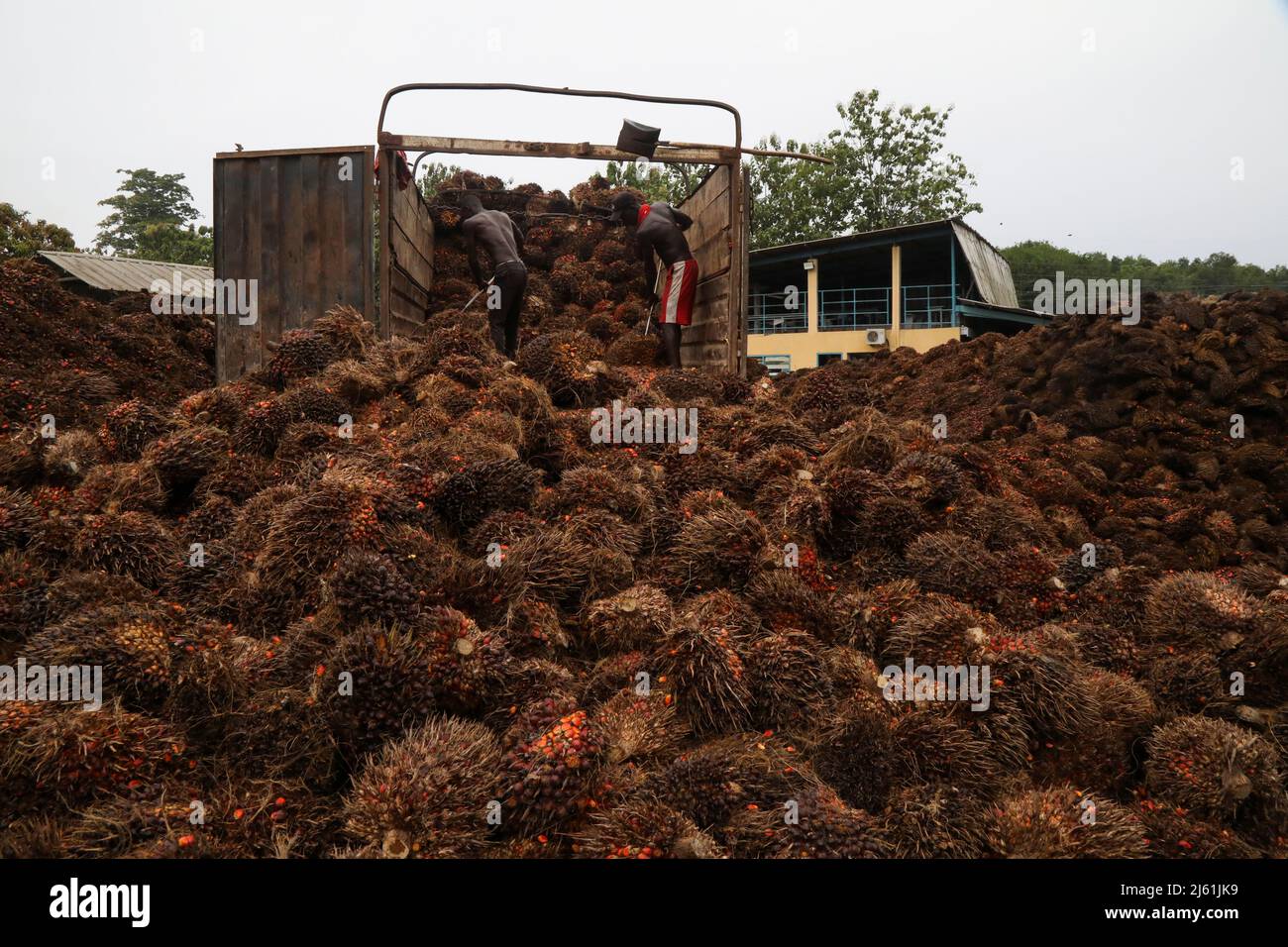 Oil palm fruit truck hi-res stock photography and images - Alamy