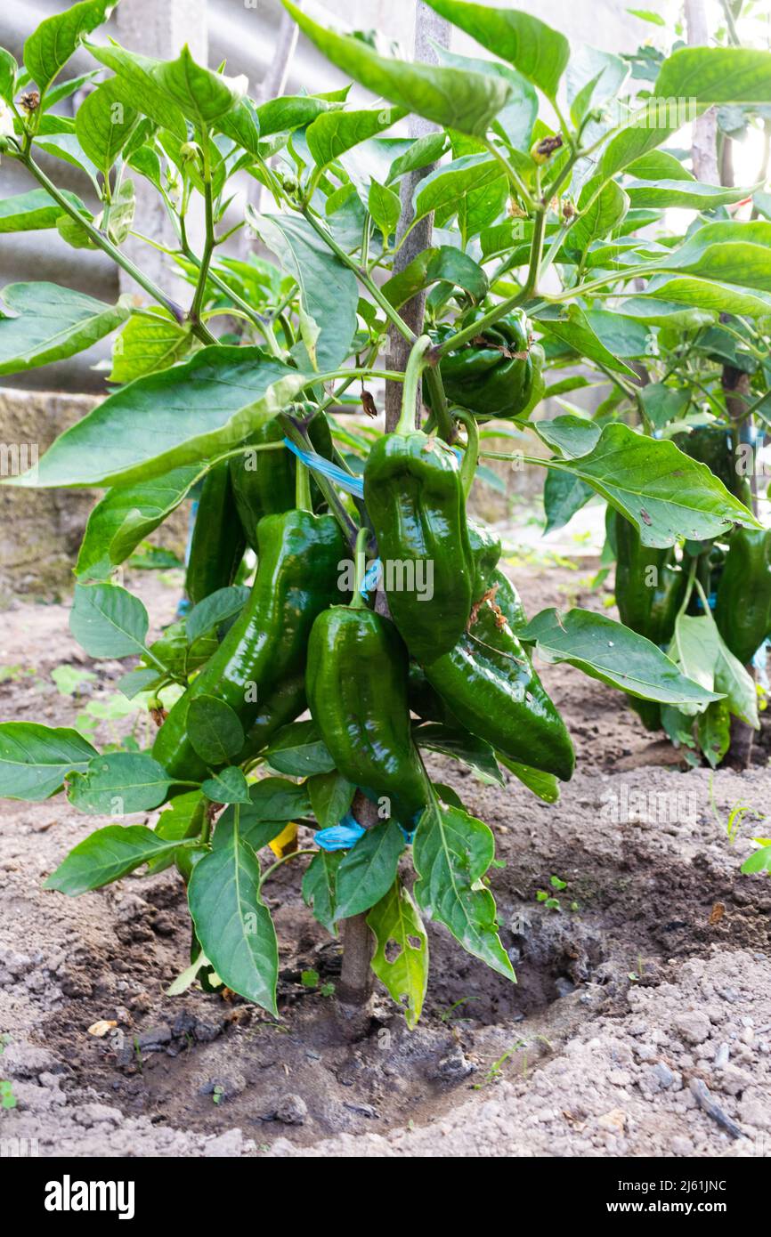 Green peppers grow on the plant in the home garden. Fresh organic ...