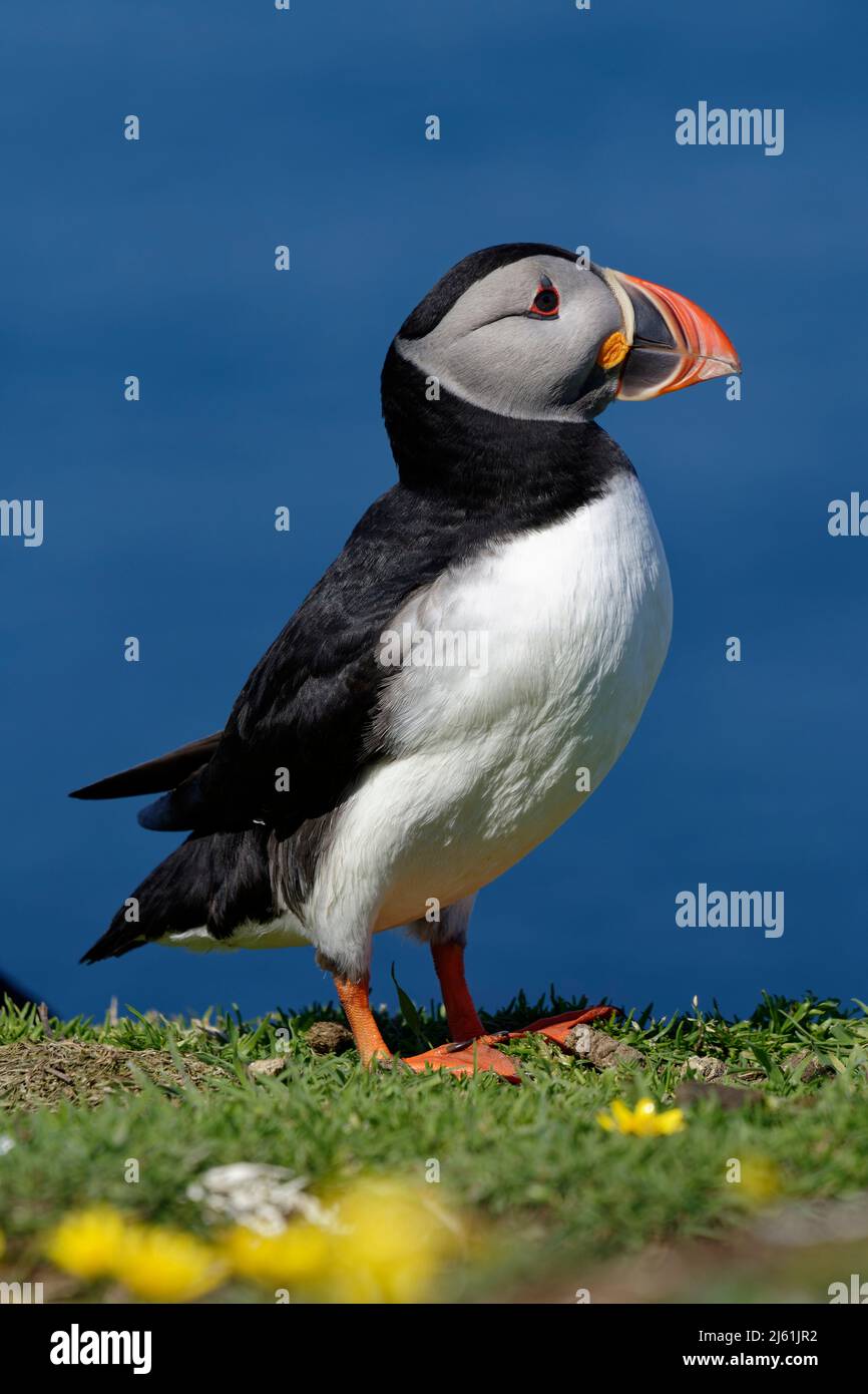 Lunga scotland hi-res stock photography and images - Alamy