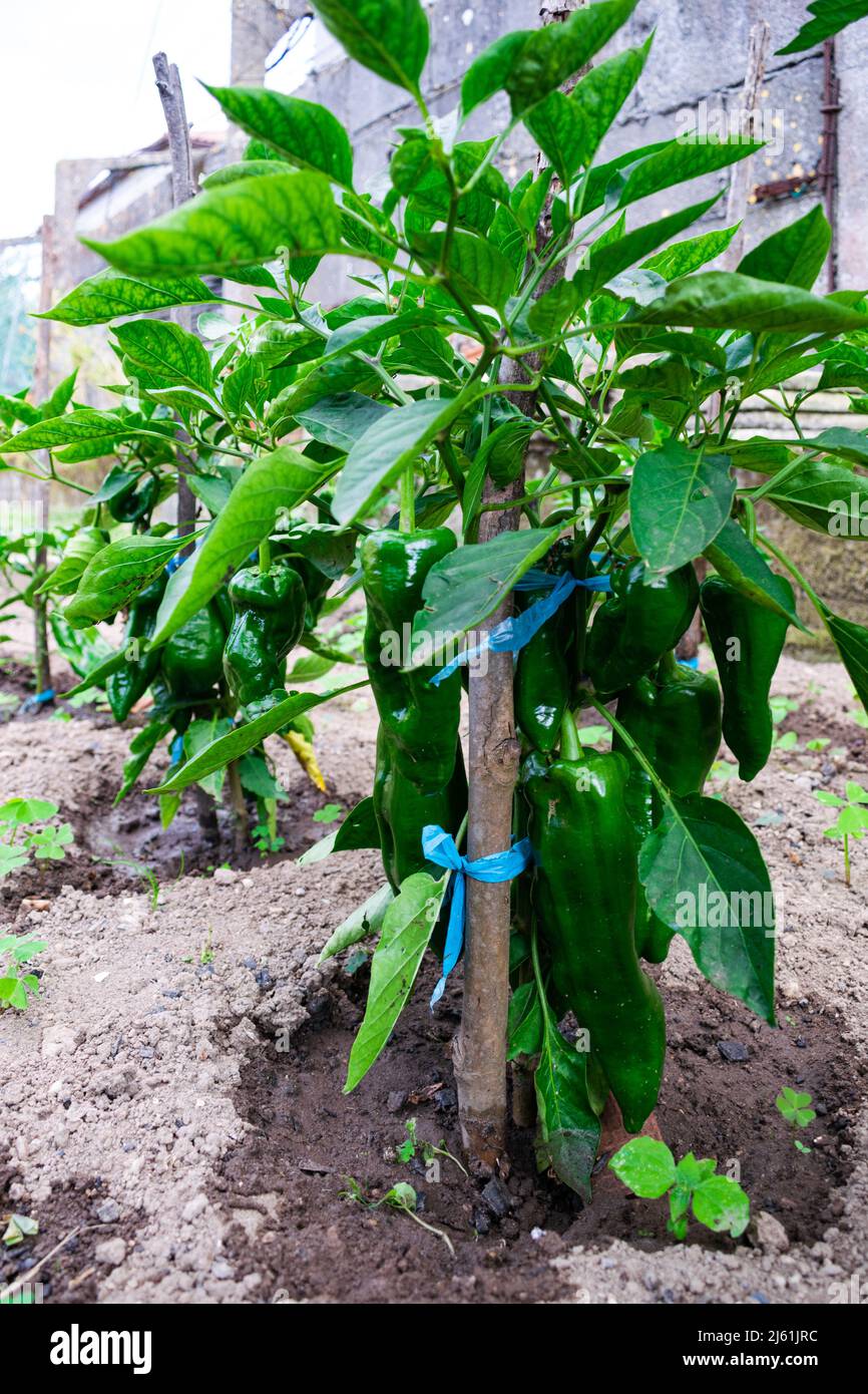 Green peppers grow on the plant in the home garden. Fresh organic ...