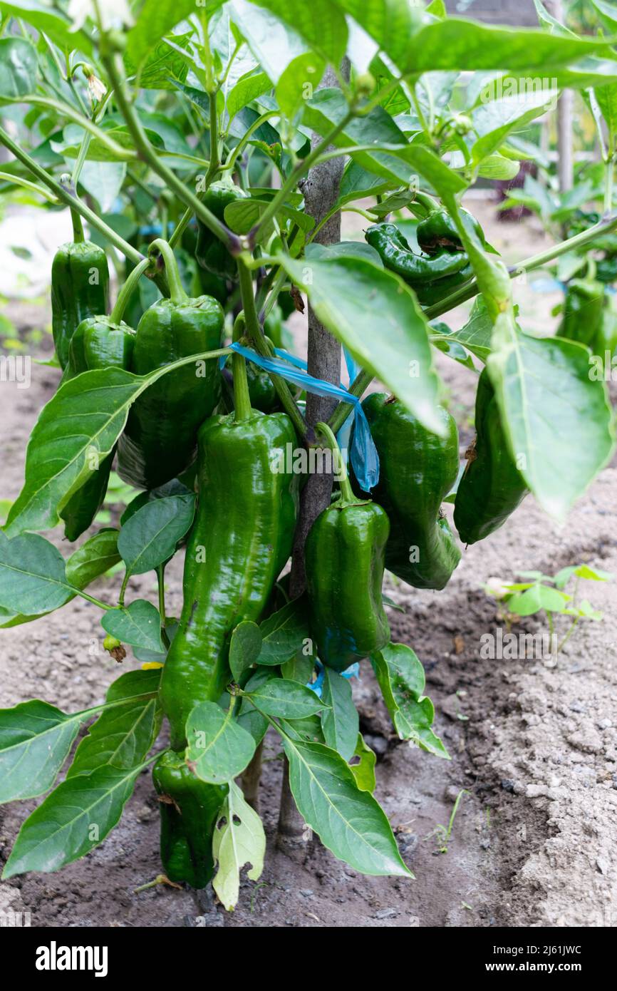 Green peppers grow on the plant in the home garden. Fresh organic ...