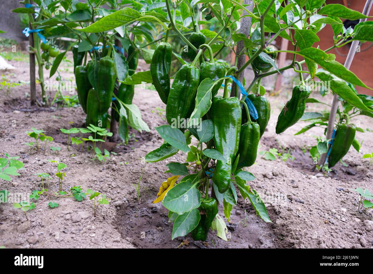Bell peppers in garden hi-res stock photography and images - Alamy