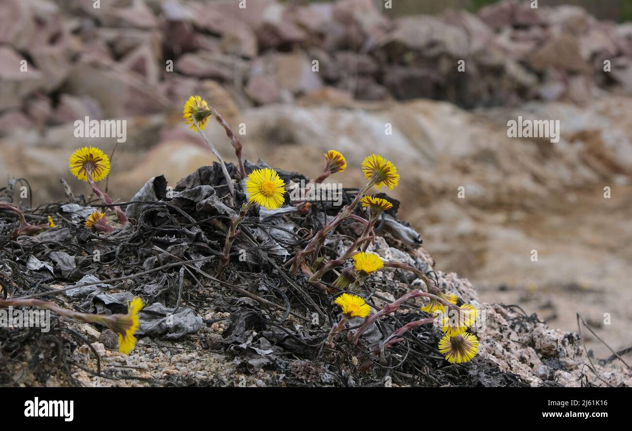 Quarry with mining and stone production Stock Photo - Alamy