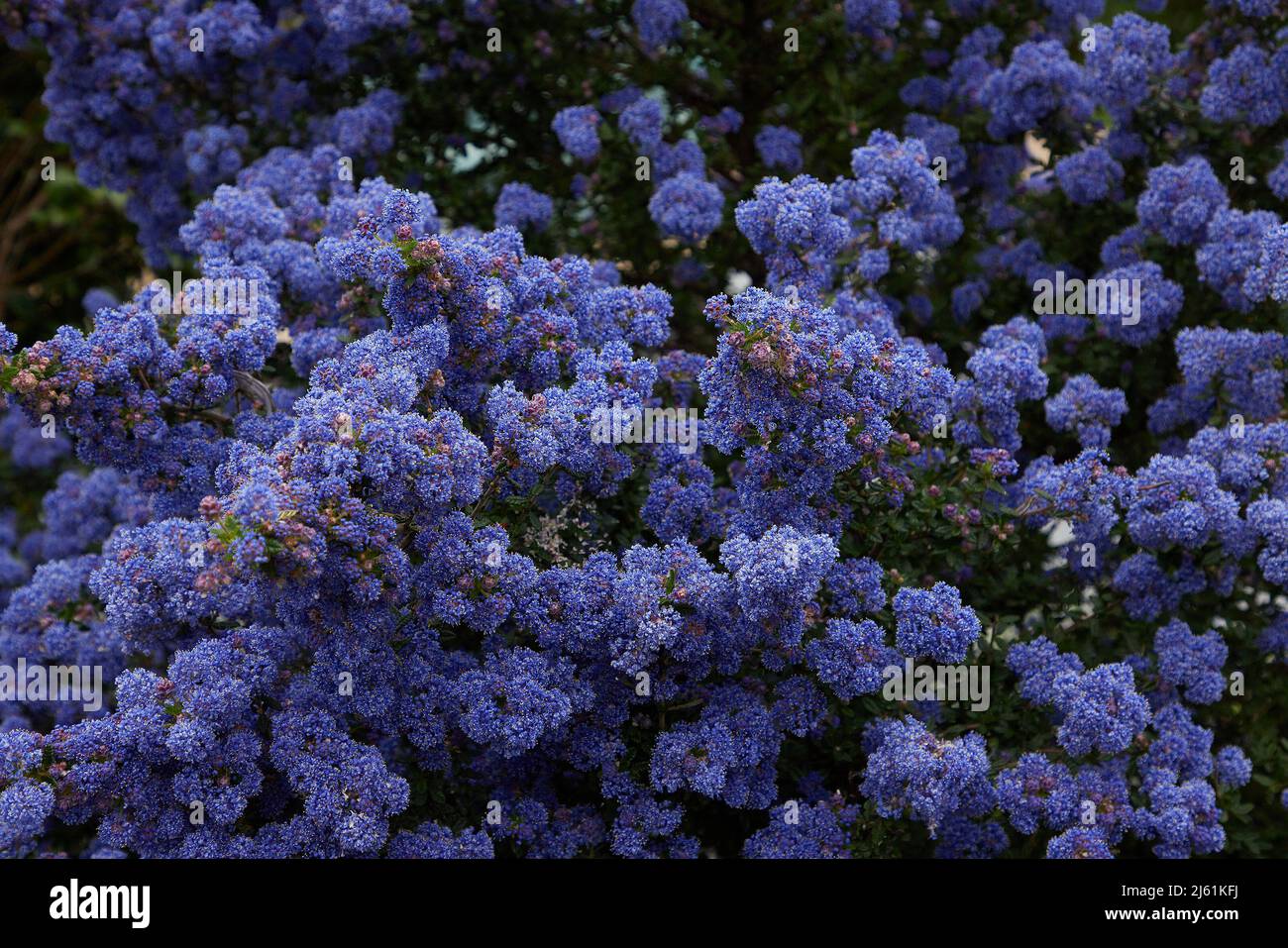 Blue flowering Ceanothus shrub seen in the garden in spring Stock Photo ...