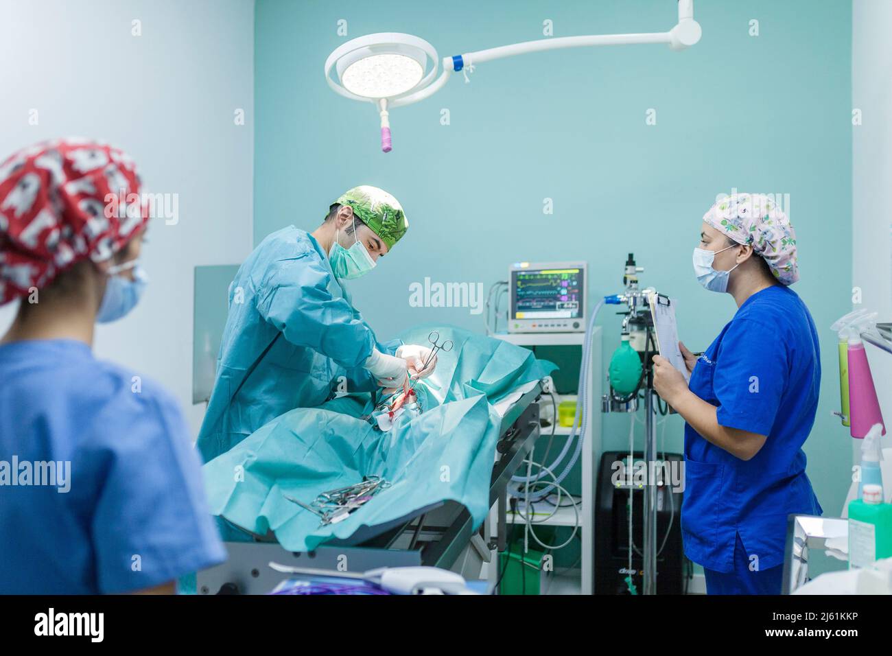 Veterinarian surgeon with healthcare workers performing surgery on dog ...