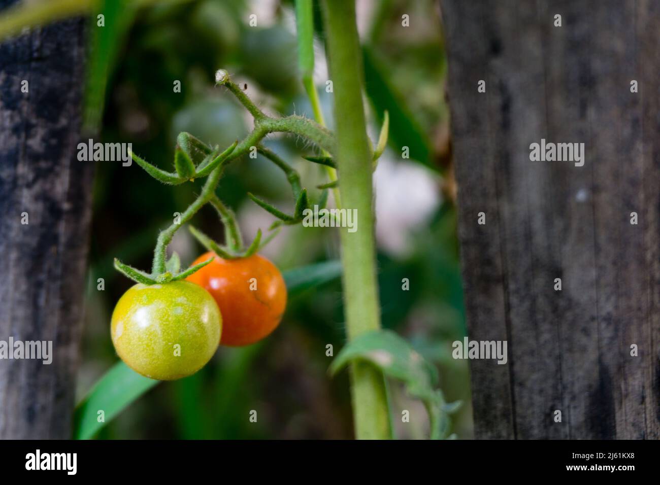 Tomato cultivation in india hi-res stock photography and images - Alamy