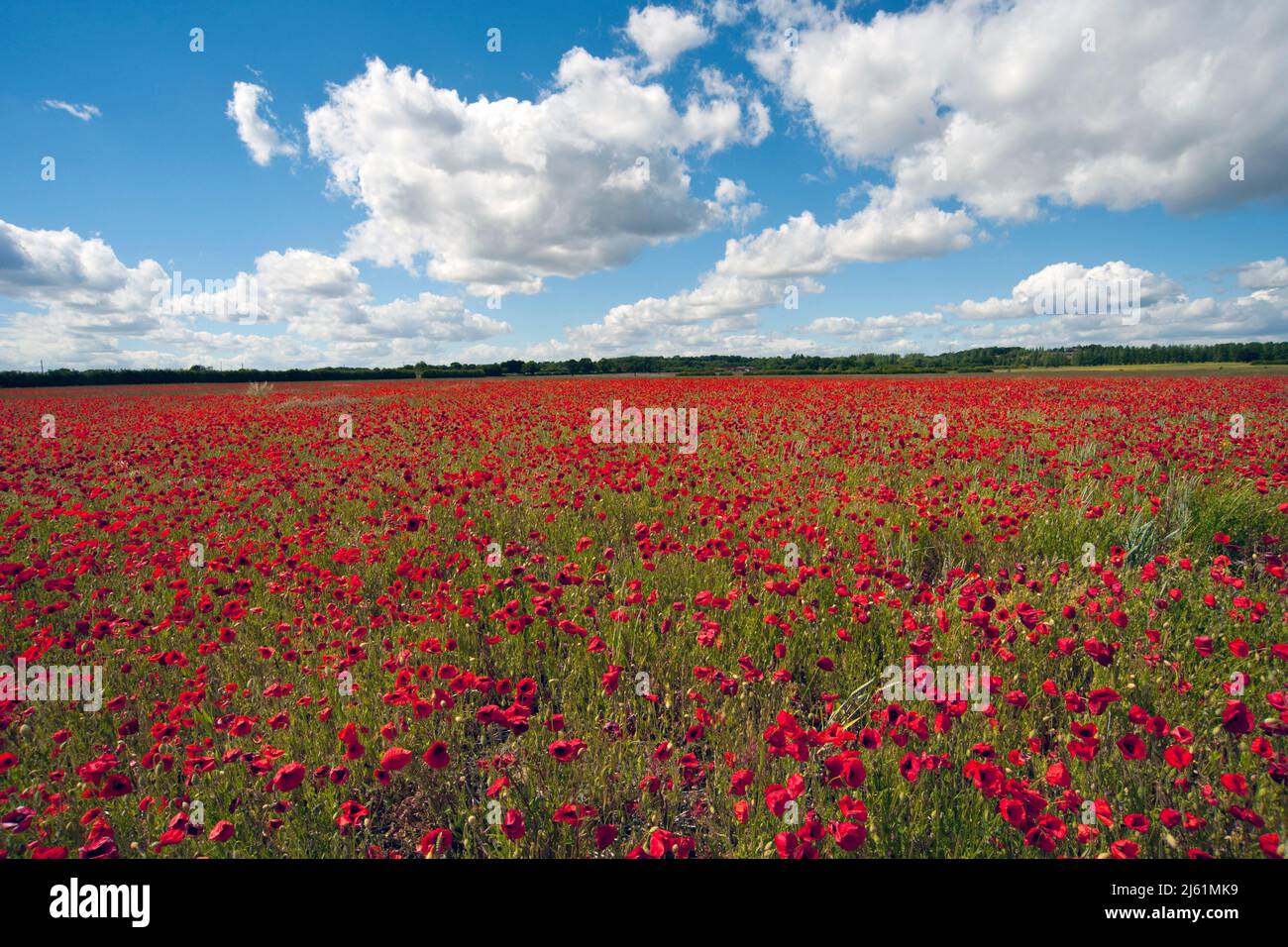A field full of poppies grows against a blue sky with fluffy clouds in ...