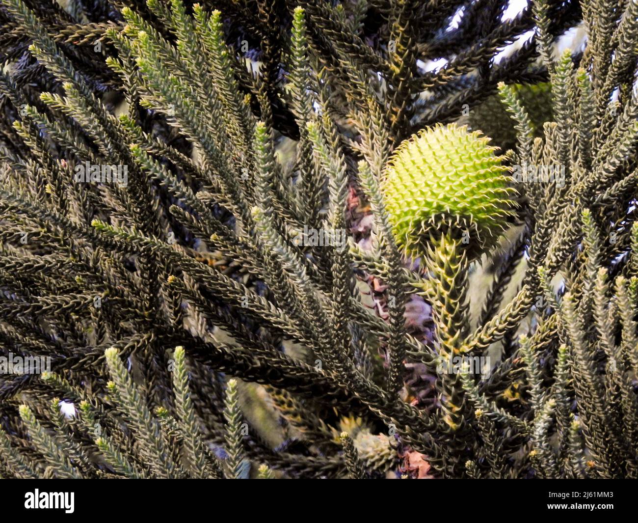 A close up shot of Monkey puzzle tree bud and leaves, Araucaria ...