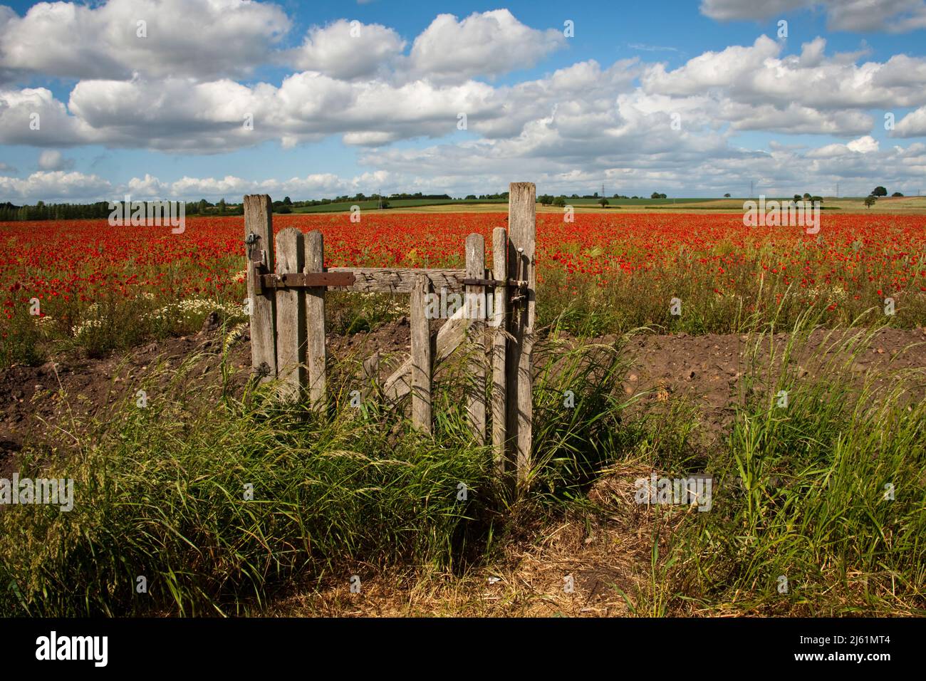 Ww2 poppy fields hi-res stock photography and images - Alamy