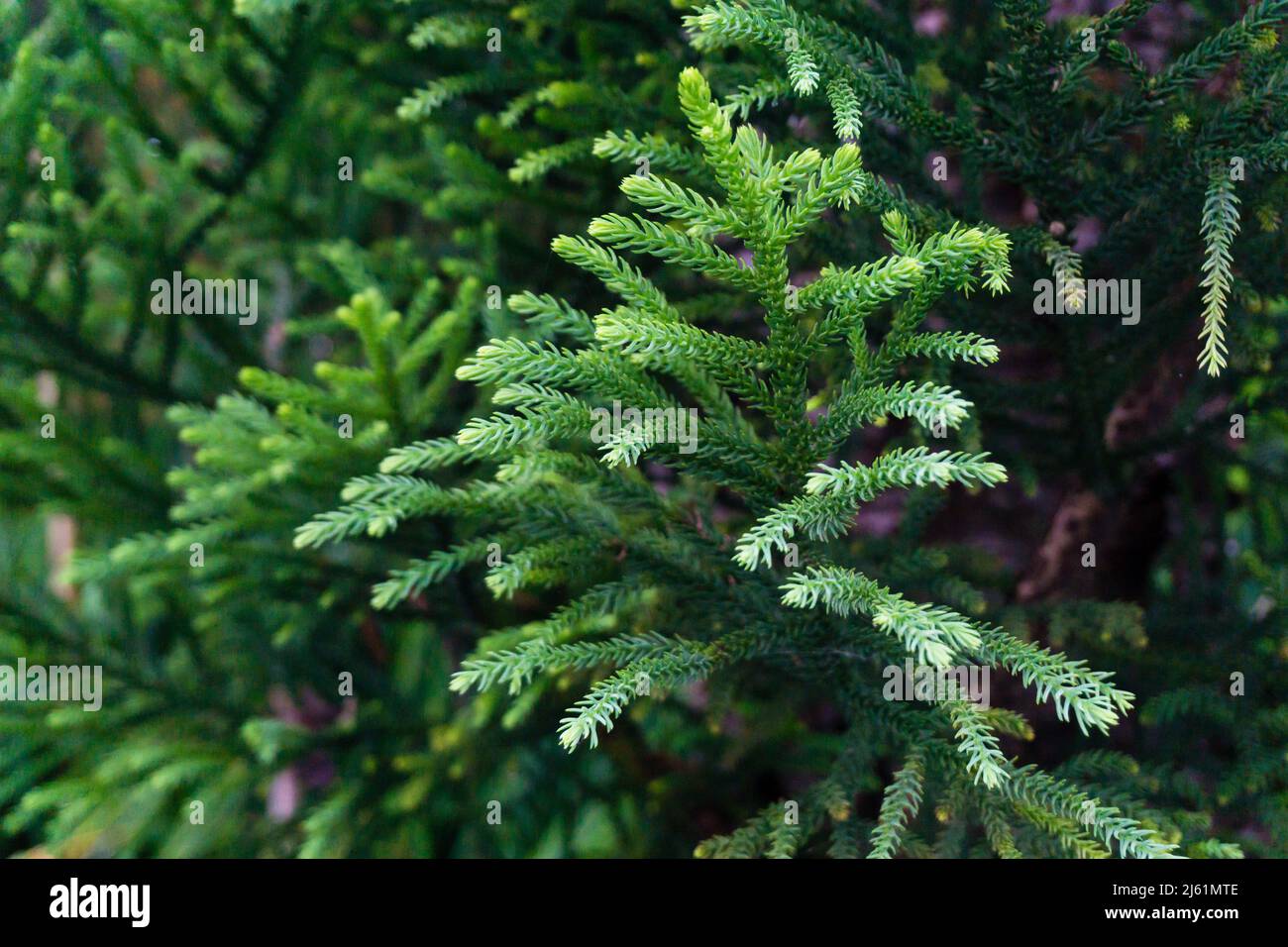 A close up shot of Monkey puzzle tree, Araucaria araucana is an ...