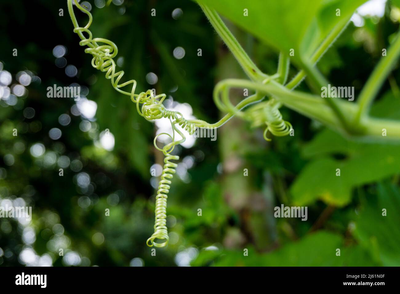 Vine, climbing plant tendrils isolated in an Indian garden with out of ...