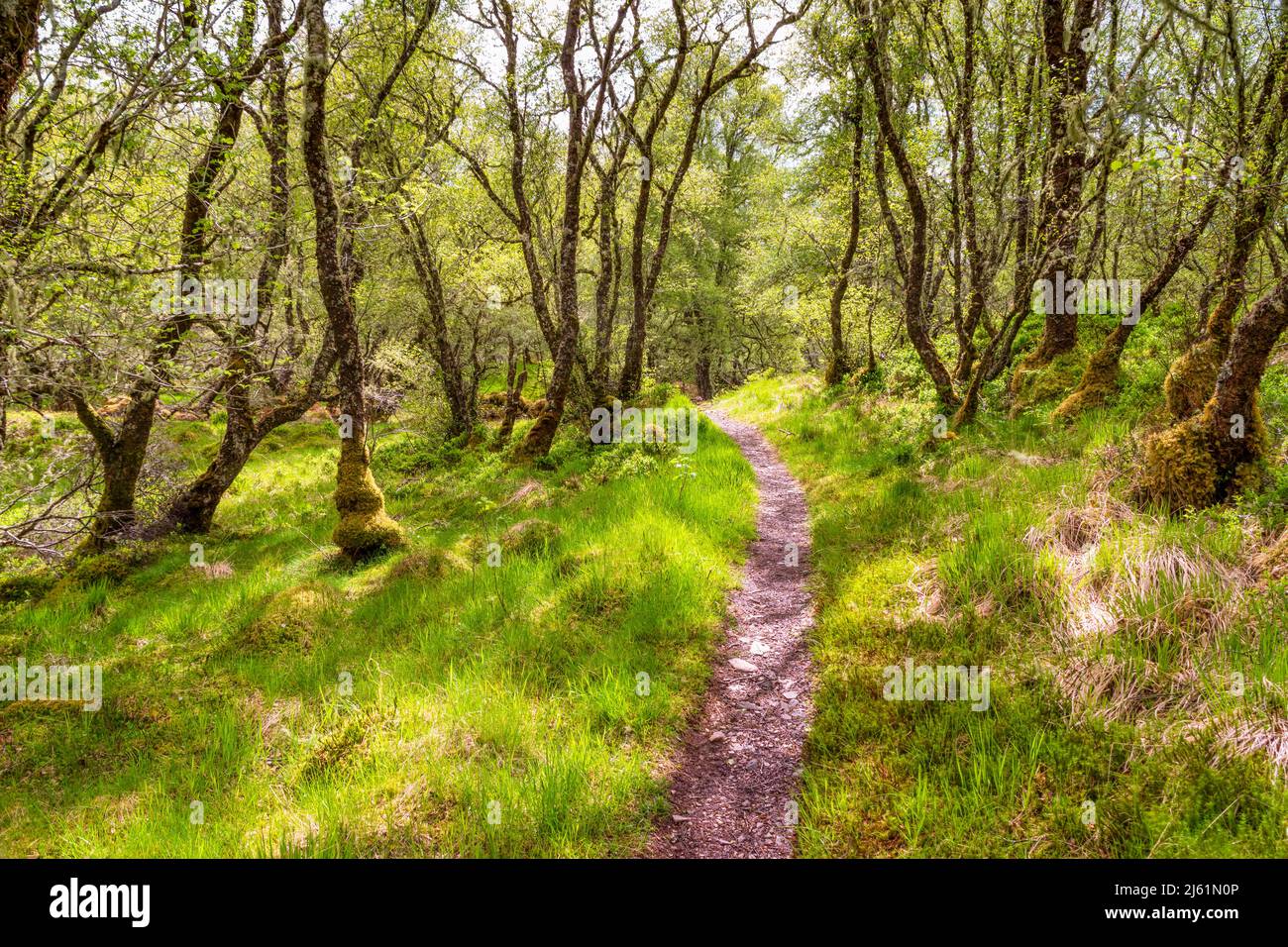 Footpath amidst trees in forest Stock Photo - Alamy
